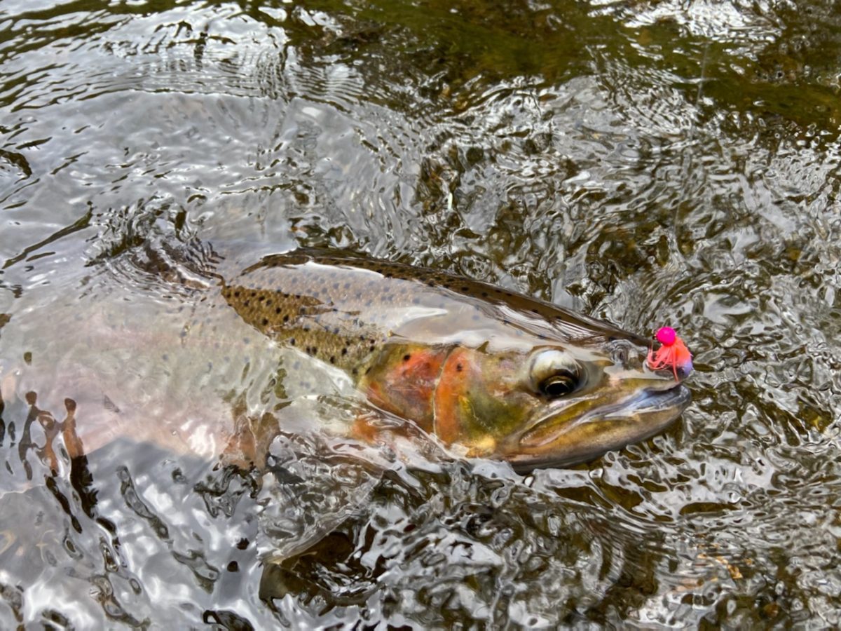 Spring Steelhead Fishing in Southeast Alaska – Santa Cruz Fly Fishing Club