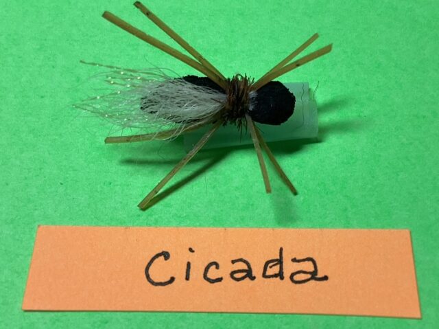 Cicada – Santa Cruz Fly Fishing Club